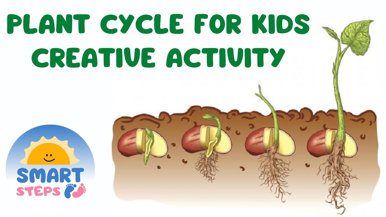 plant cycle, Step by step, stages of plant, plant life cycle, plant ...