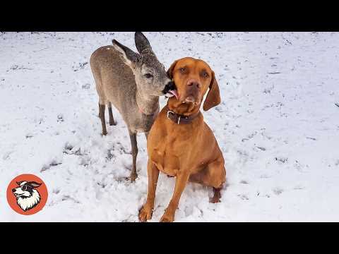This Dog Found A Baby Deer And Raised Her Like His Own