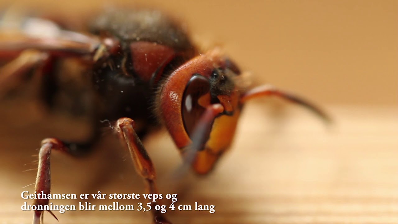 Geithams (Vespa crabro) - YouTube