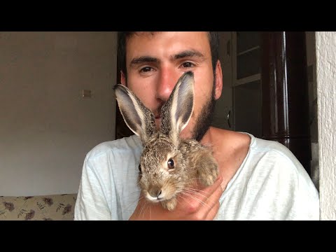 ANNEMLE TAVŞAN OTU KAZDIK(YABAN TAVŞANI)