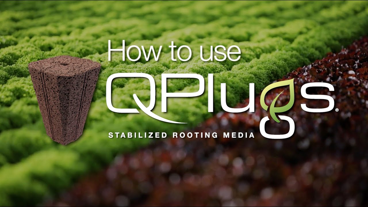 How to use IHORT Q Plugs - YouTube