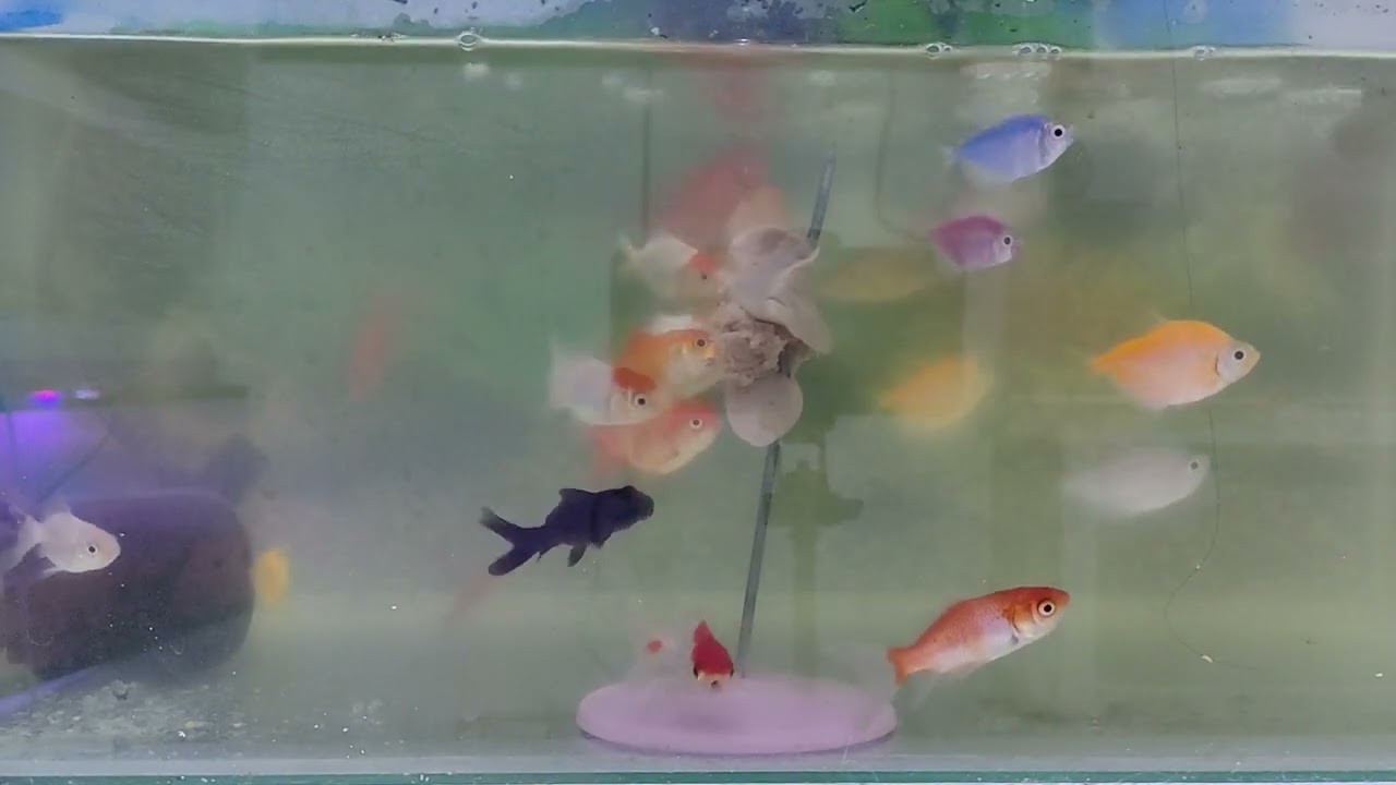 FEEDING GLOFISH & GOLDEN FISH WITH CHICKEN HEART - YouTube