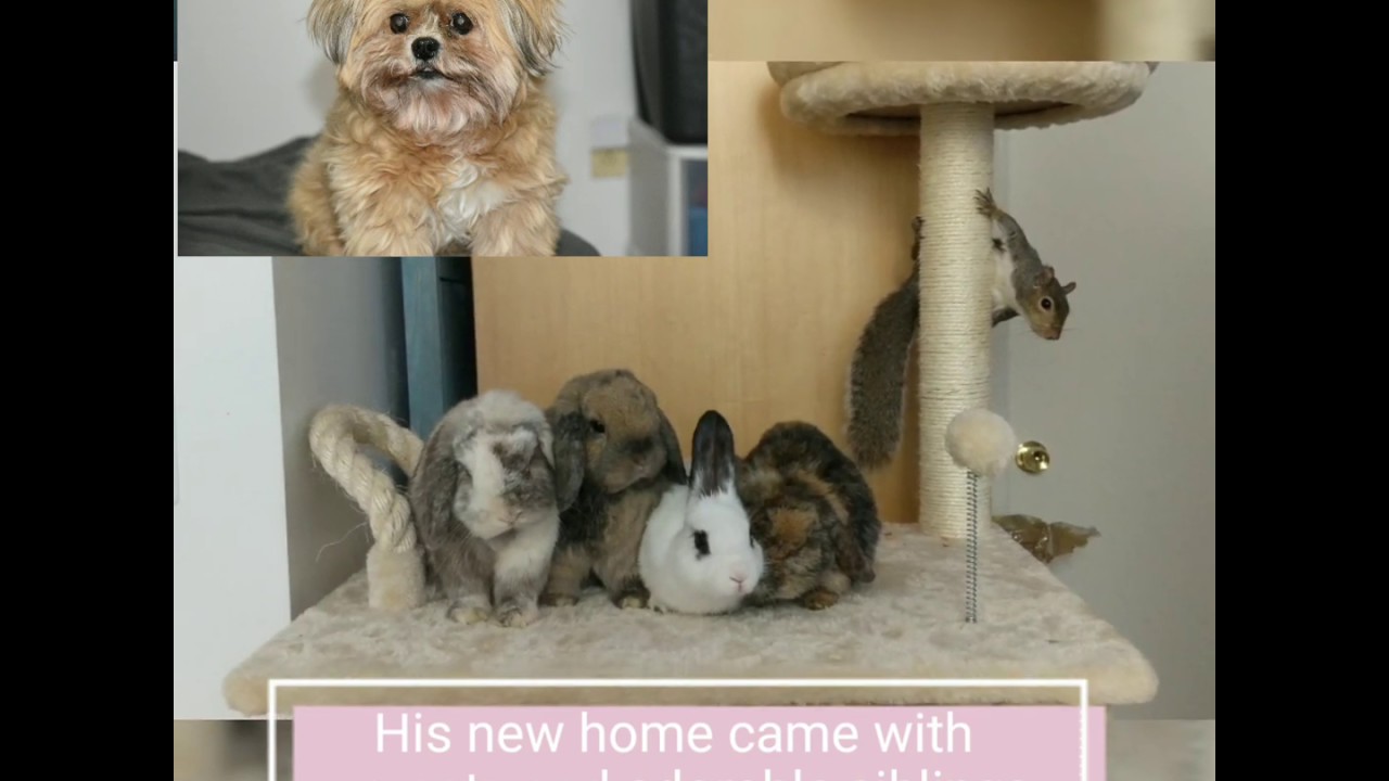 Life story of Buster the one-armed squirrel - YouTube