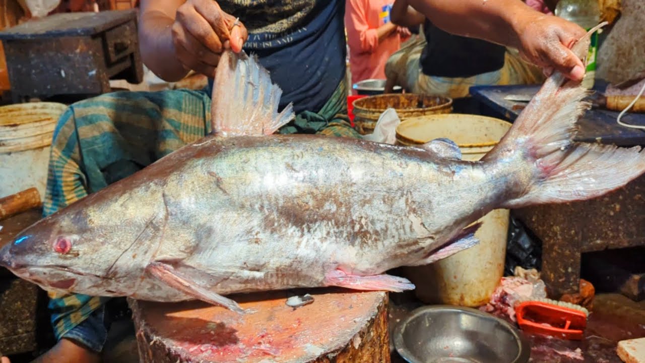 Incredible Giant Catfish Cutting Live In Fish Market | Fish Cutting ...