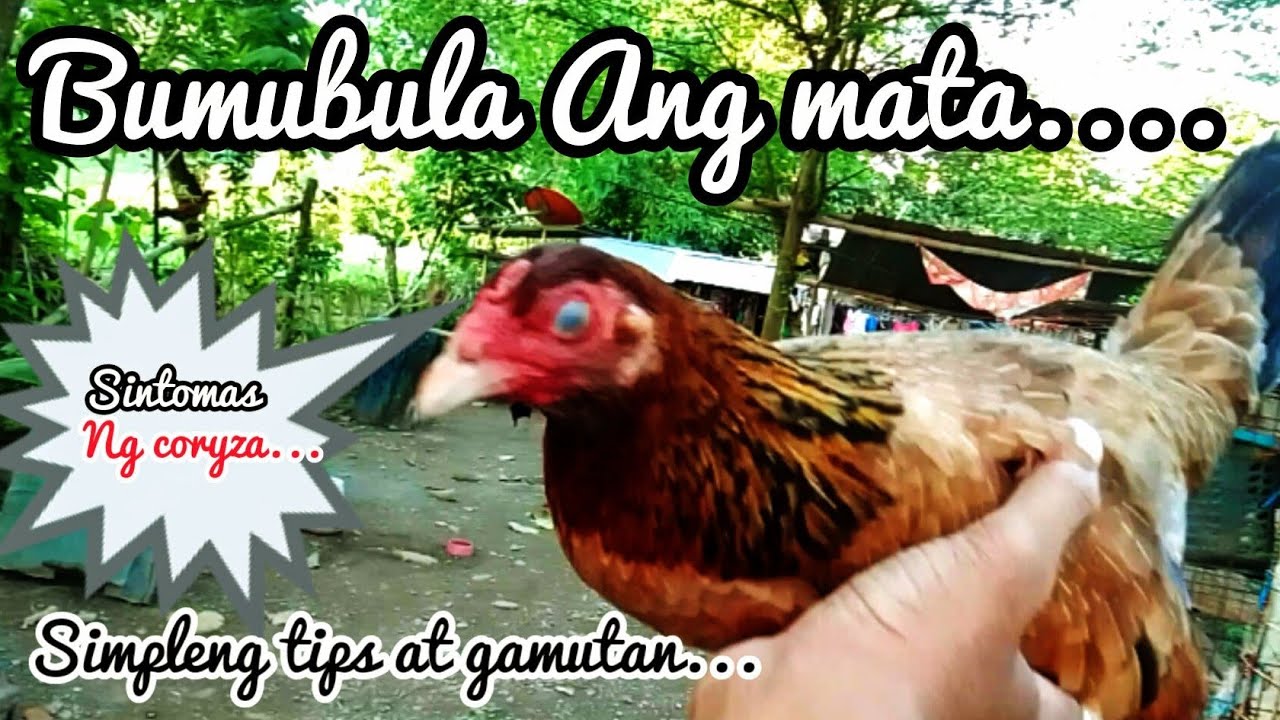 bumubula Ang mata Ng manok ko / simpleng tips para madaliang gumaling ...