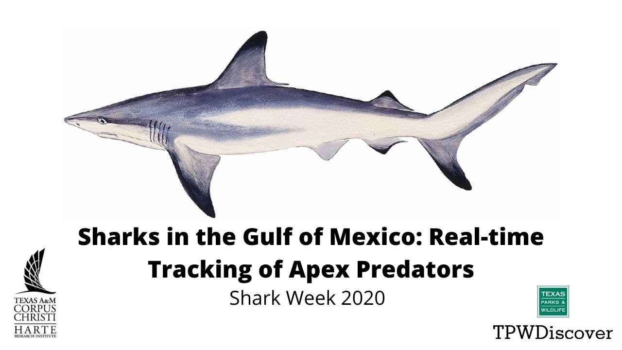 Shark Week 2020 | Sharks in the Gulf of Mexico Real time Tracking of ...