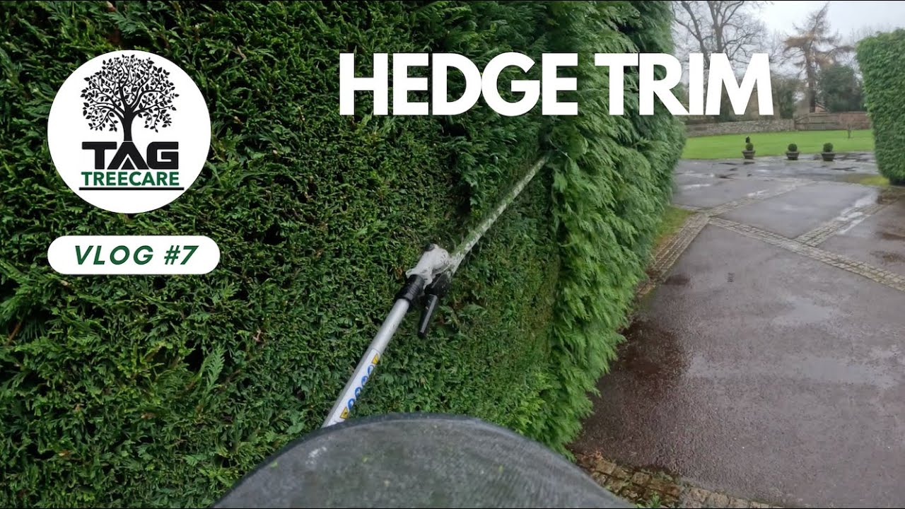 Tidy Trimming 🌲 - TAG Tree Care - YouTube