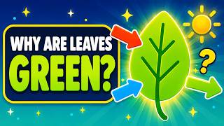 Why Do Leaves Look Green?