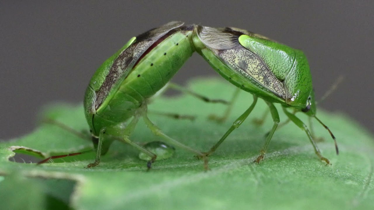 Stink bug mating - YouTube
