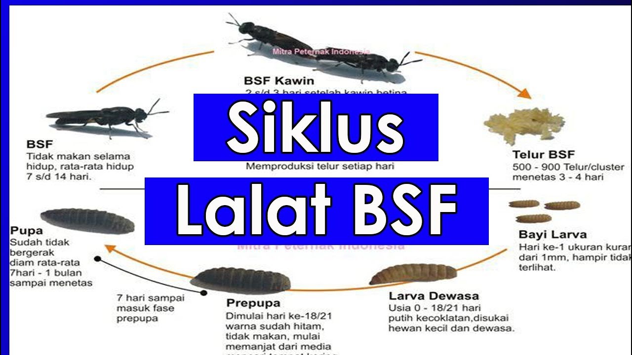 SIKLUS BLACK SOULDIER FLY (BLACK SOULDIER FLY CYCLE) - YouTube