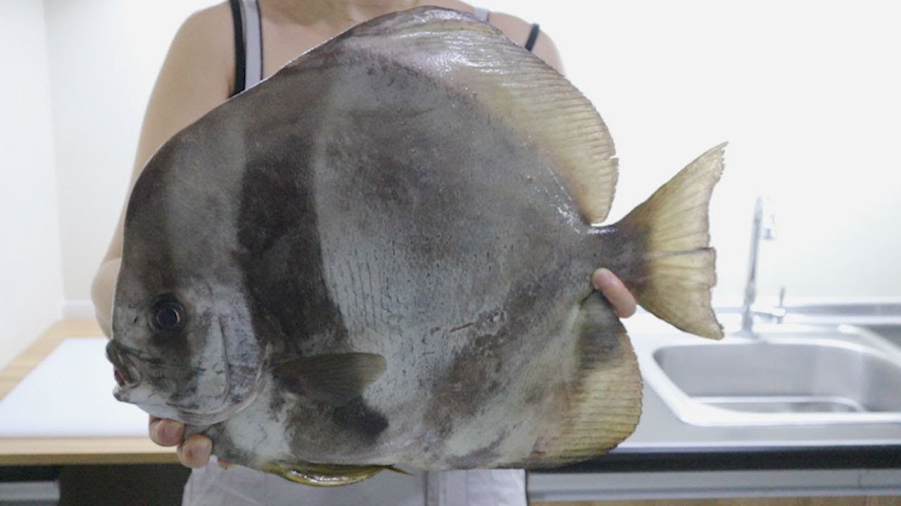 Filleting a GIANT BATFISH! - YouTube