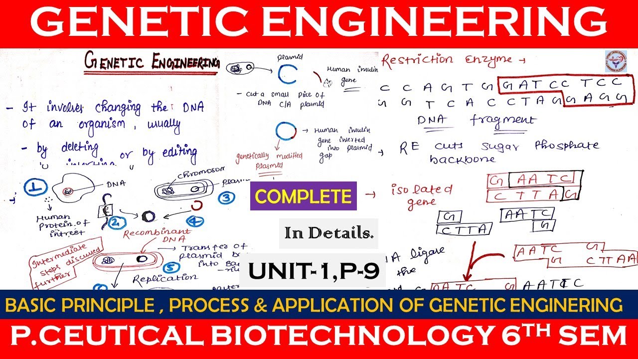 Basic Principles Of Genetic Engineering | Genetic Engineering ...