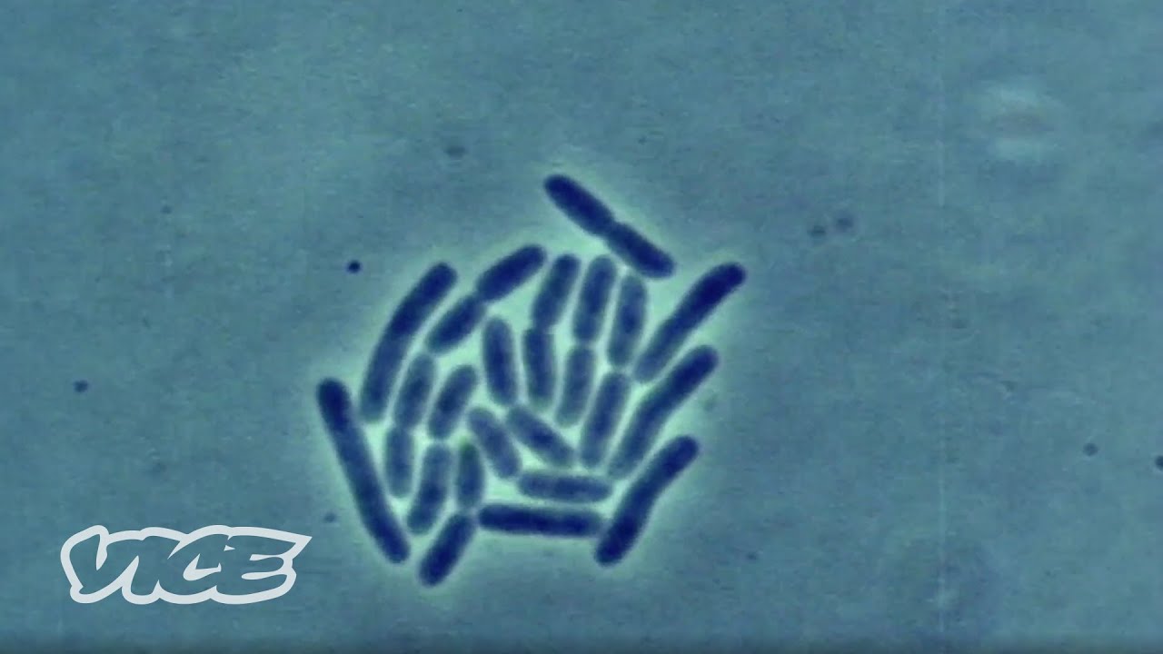 The Virus That Kills Drug-Resistant Superbugs - YouTube