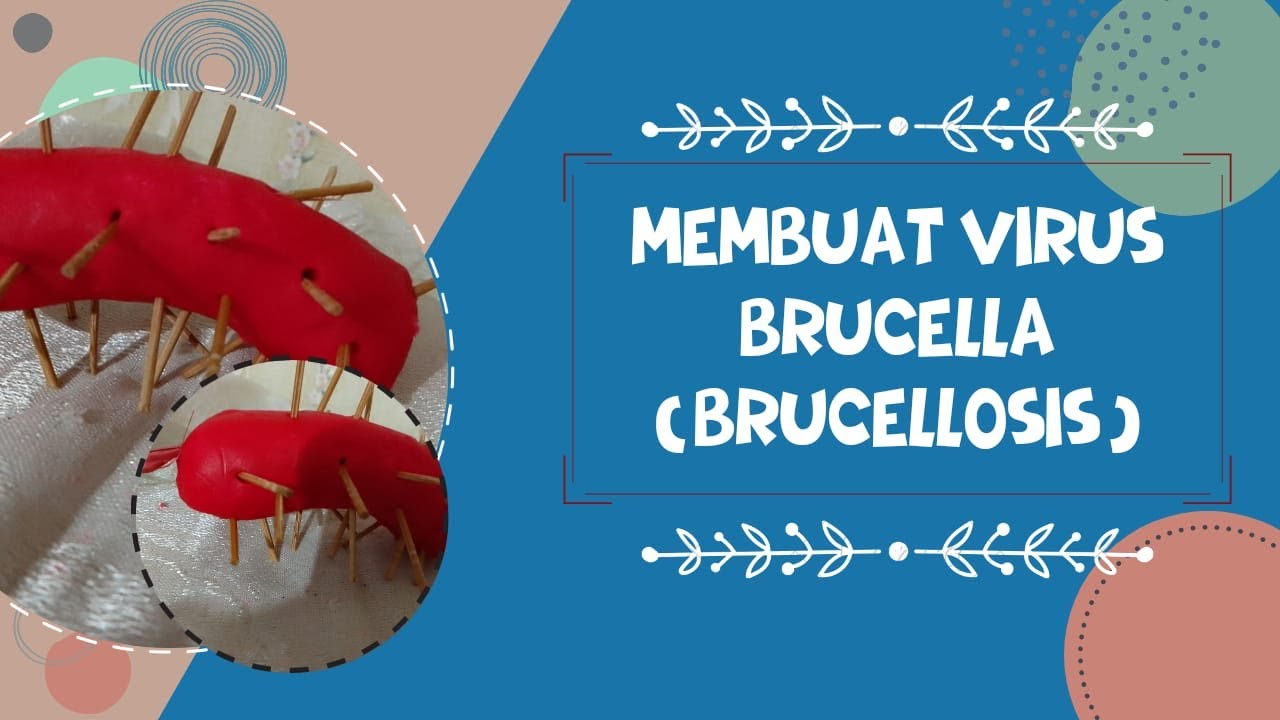 Cara Membuat Replika Virus Brucella Brucellosis - YouTube