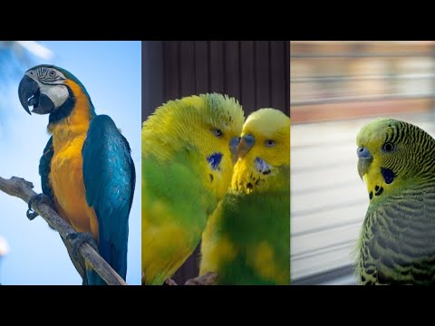 Funny Parrot - A cute Funny Parrots Talking Videos Compilation - YouTube