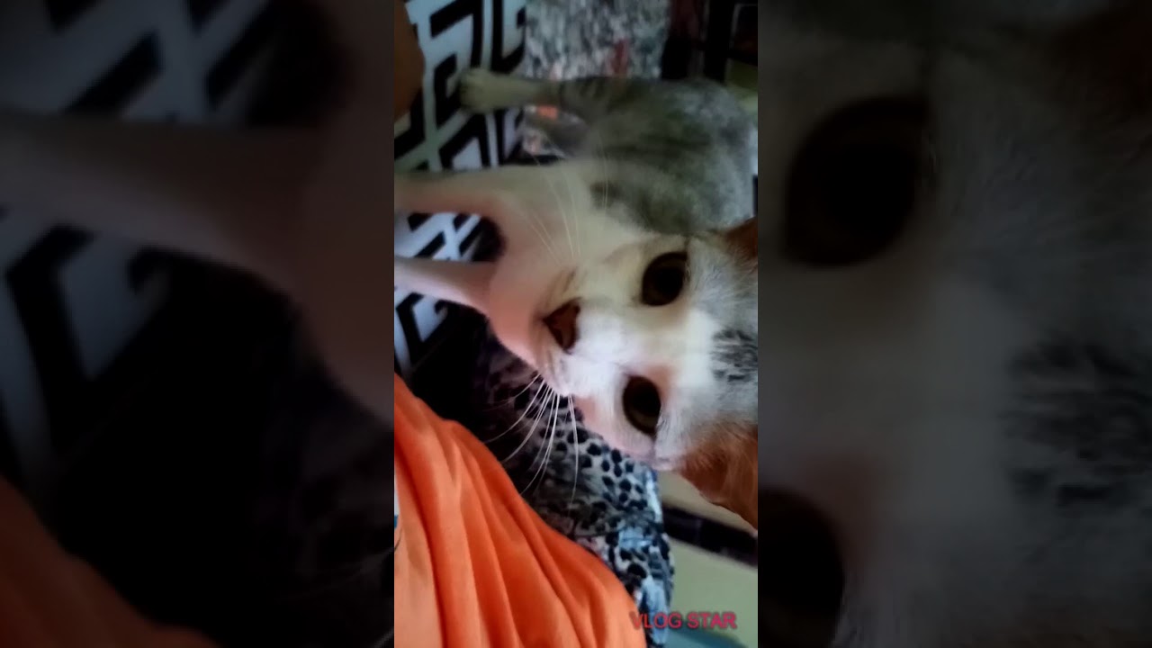 Disturbing cat - YouTube