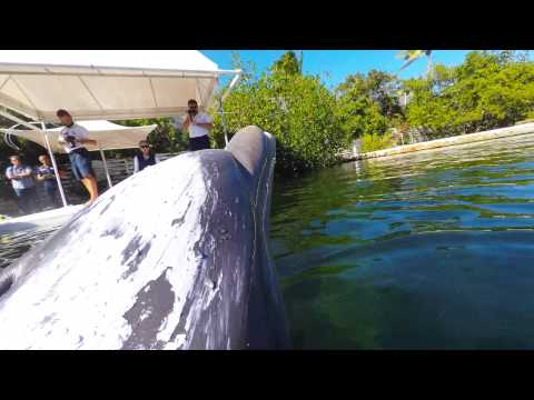 GoPro Hero 4 - Dolphin Ride 4K - YouTube