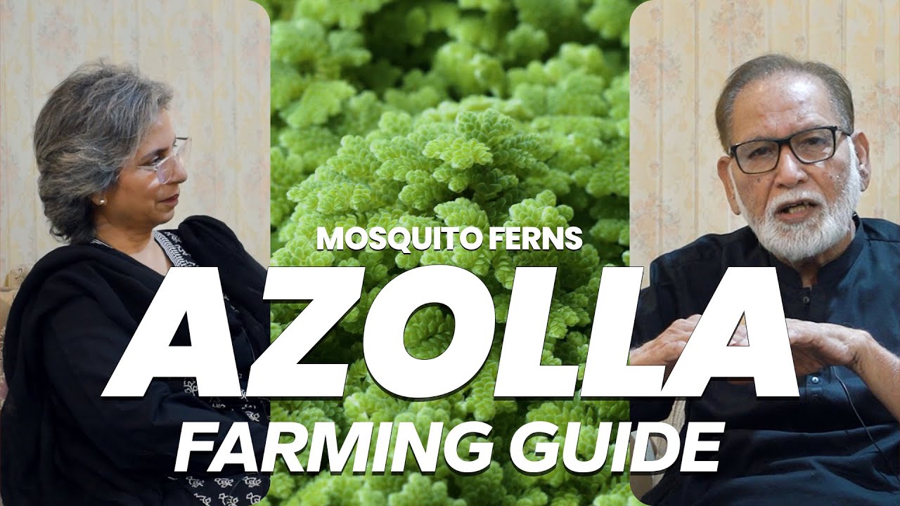 AZOLLA FERN FARMING GUIDE - YouTube