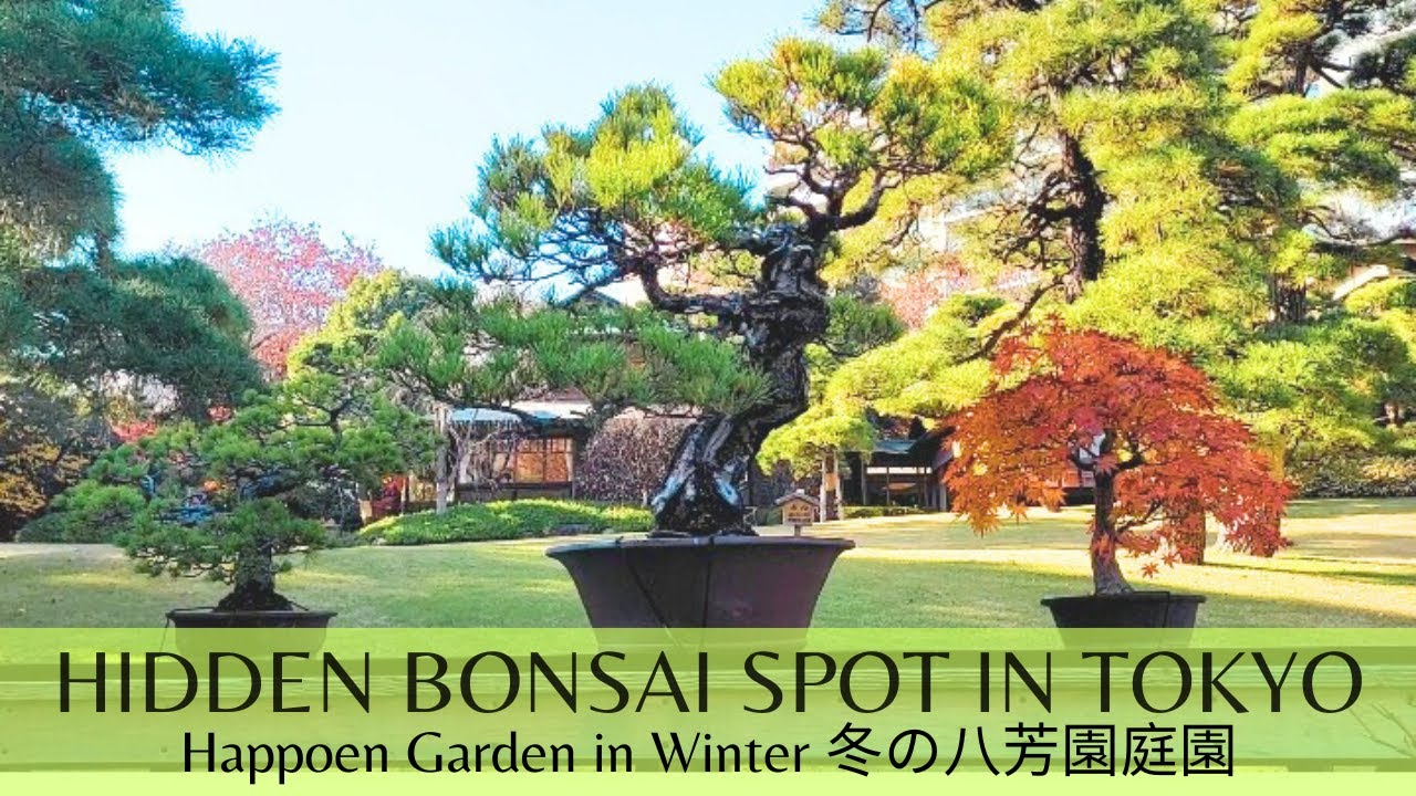 Hidden Bonsai Spot in Tokyo, Happoen Garden in Winter 2024 都会の喧騒を離れた盆栽 ...