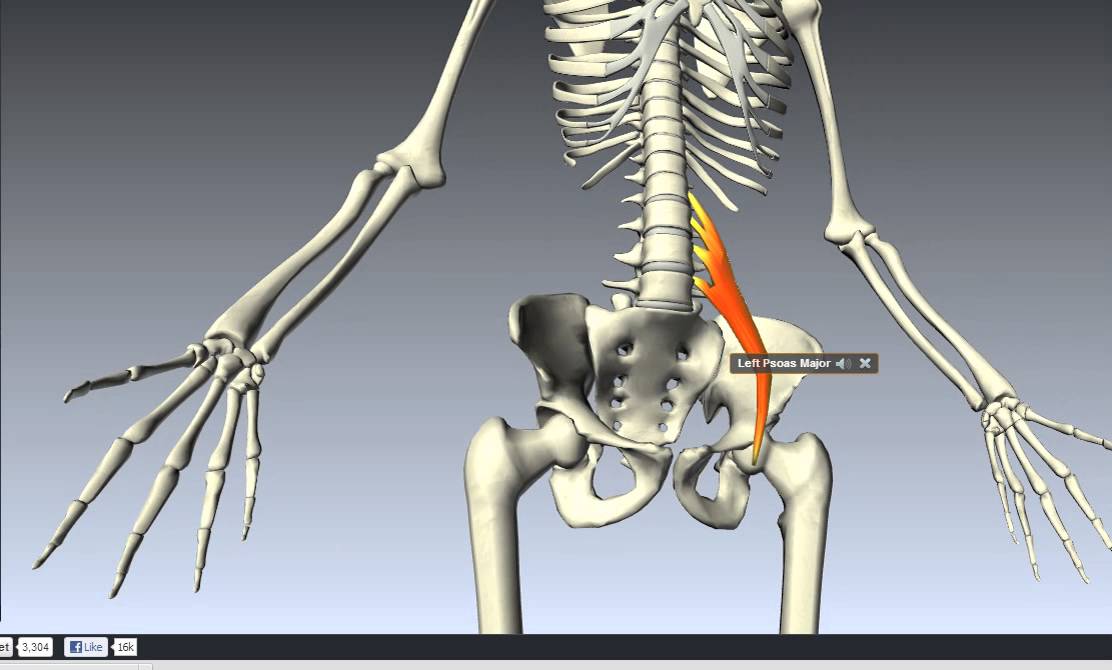 Psoas major - YouTube