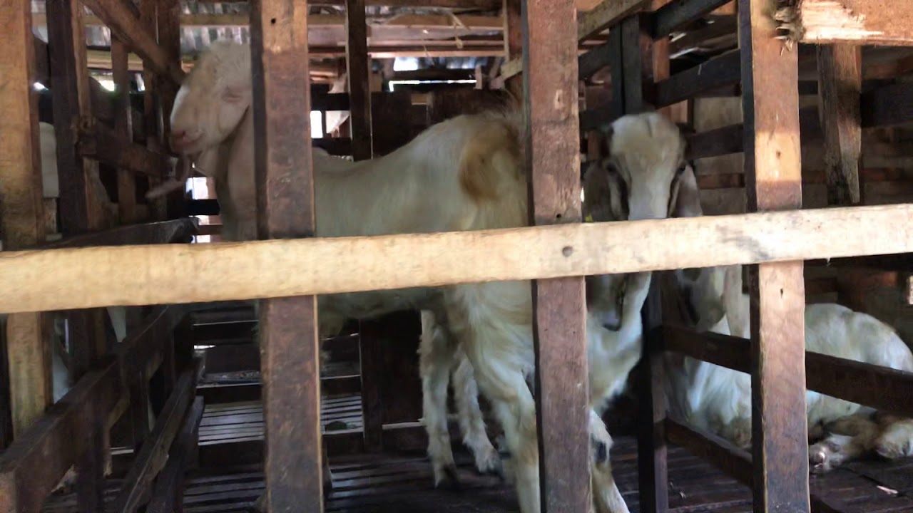 Goat Department - YouTube