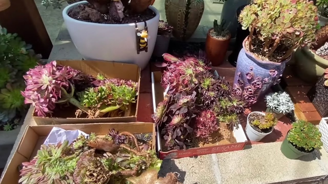 #succulents Haul at Mimi Nursery in Santa Ana, CA- #aeonium - Video #36 ...