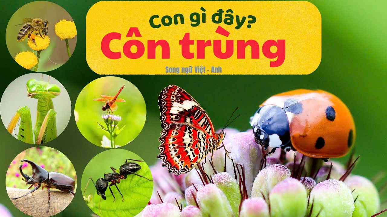 Con Gì Đây? Các Loại Côn Trùng | Bé Học Nói Tên Các Loại Côn Trùng Quen ...