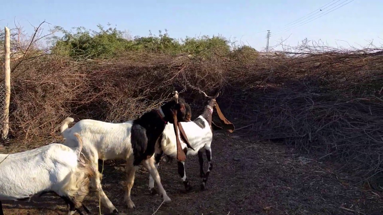 Goat meeting | Goat mating || female goat heat time || successful goat ...