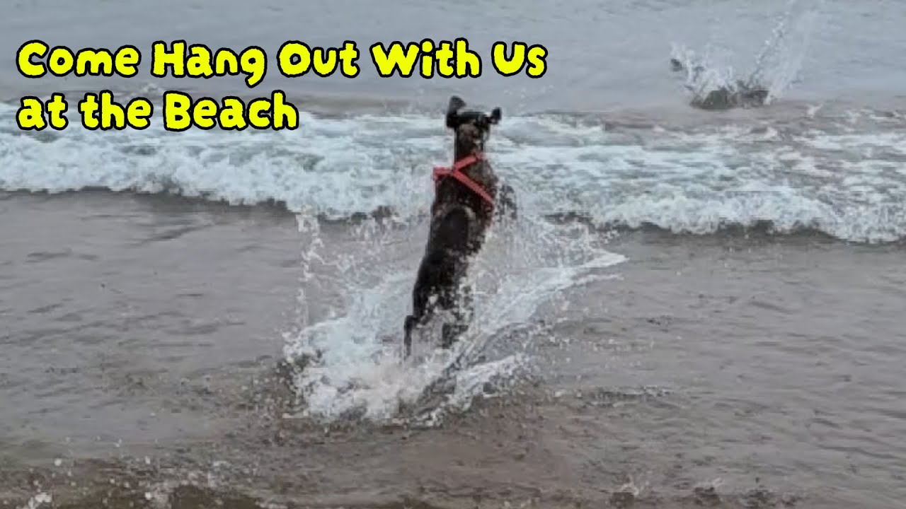 Stick + Water = Happy Dog! - YouTube
