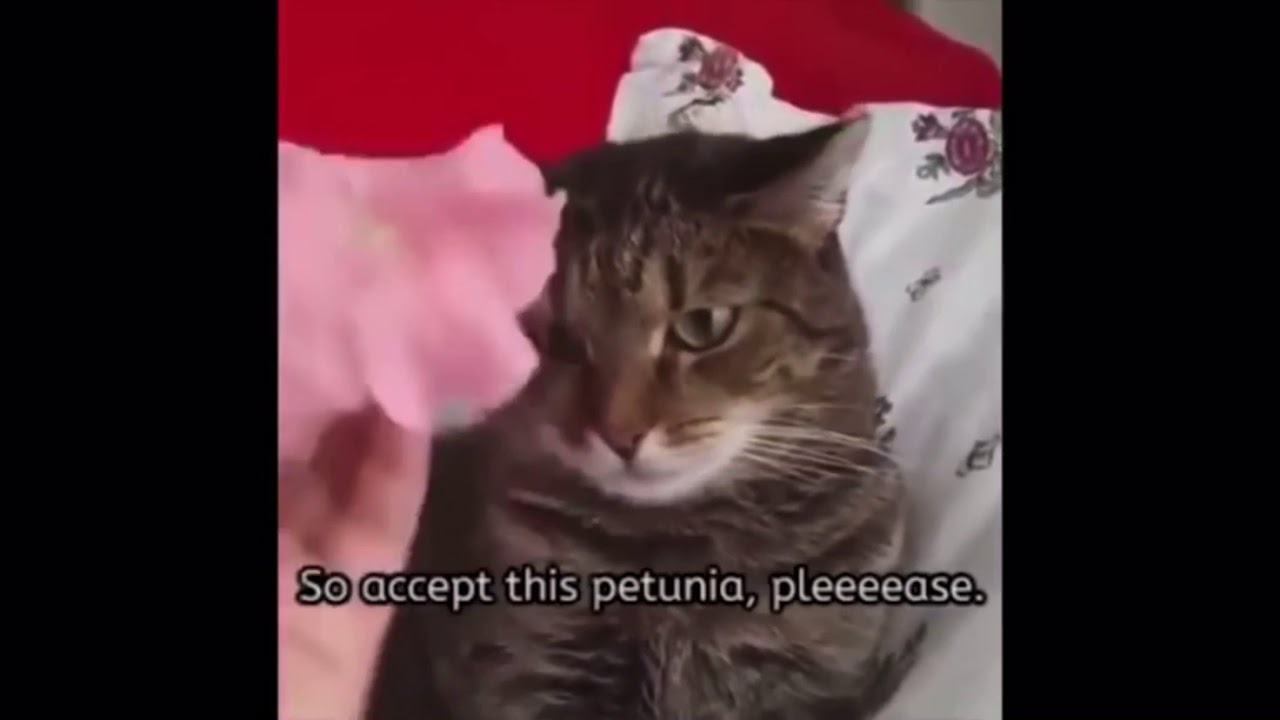 The Prophecy Cat - YouTube