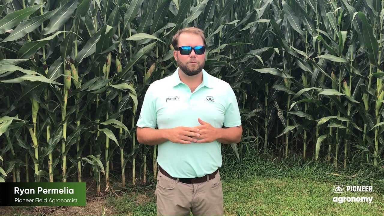 Late-Season Corn Tissue Sampling - YouTube