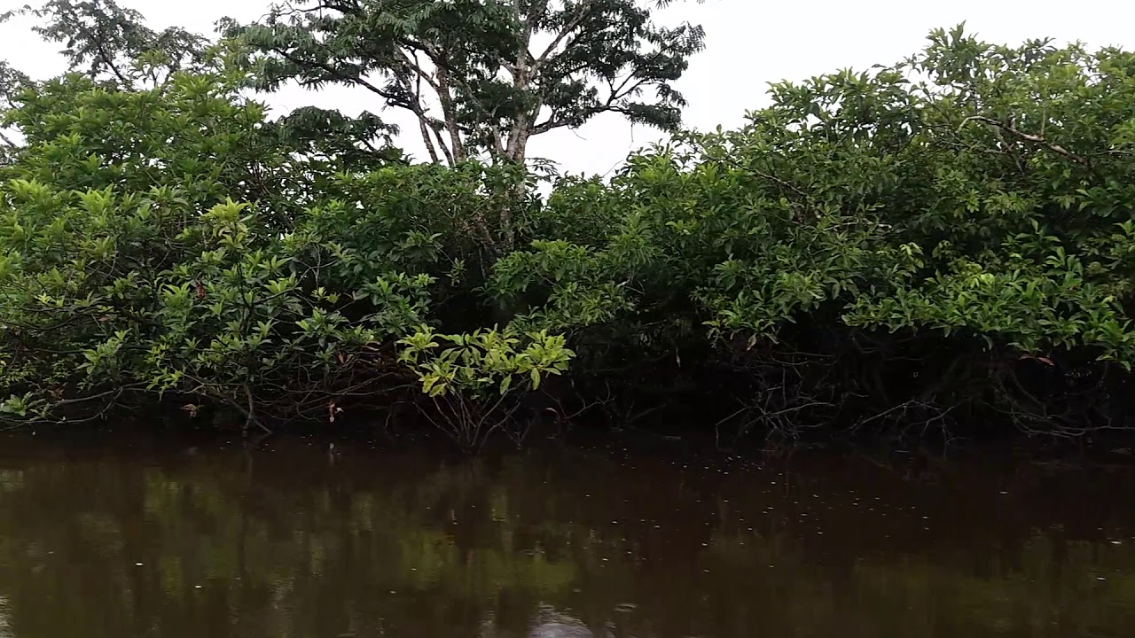 Bosque Inundado de Cuyabeno - Ecuador - YouTube