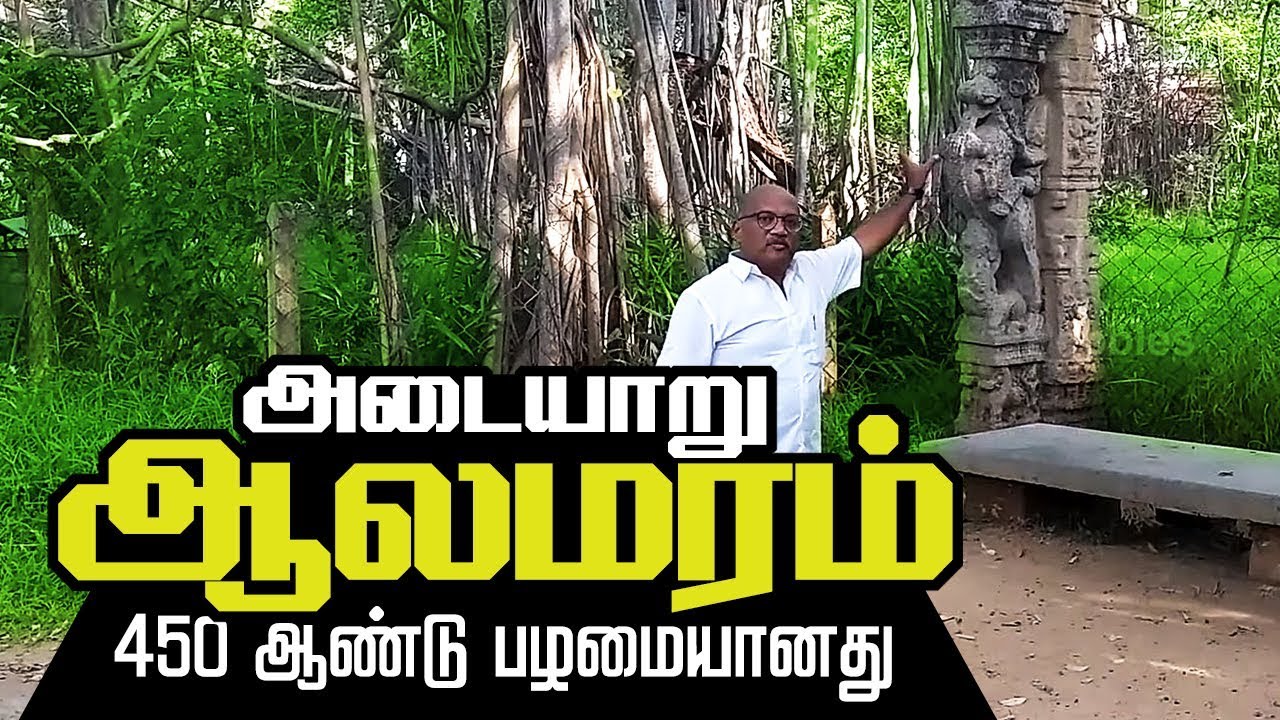 Adyar Aalamaram Theosophical Society Adyar chennai | மிகப்பெரிய ஆலமரம் ...