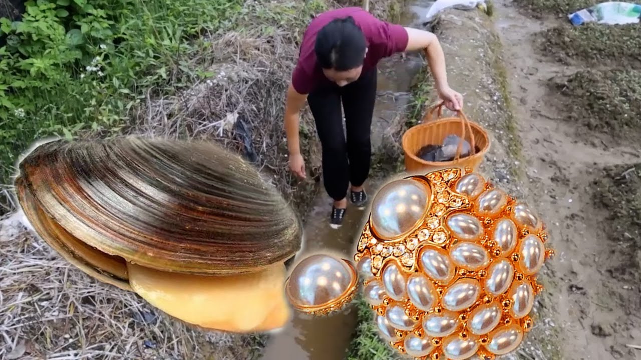 Harvest a large amount of pearls and shells to sell in the market, the ...