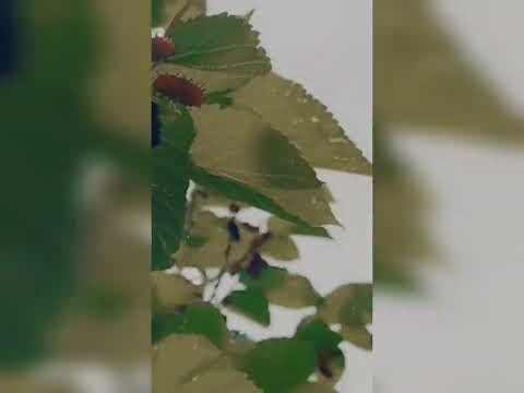 Salam☺️da tut qutarıb amma men çekdiyim videonu indi paylaşıram😃 bunun adı da gecikmiş video olsun❤️