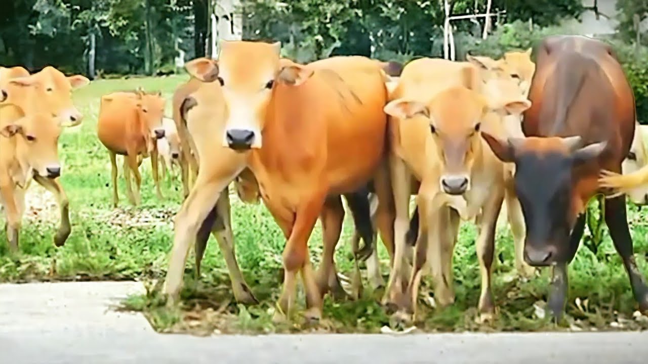 sapi sapi lucu, gemuk,gemoi anak sapi raksasa, sapi mooo - YouTube