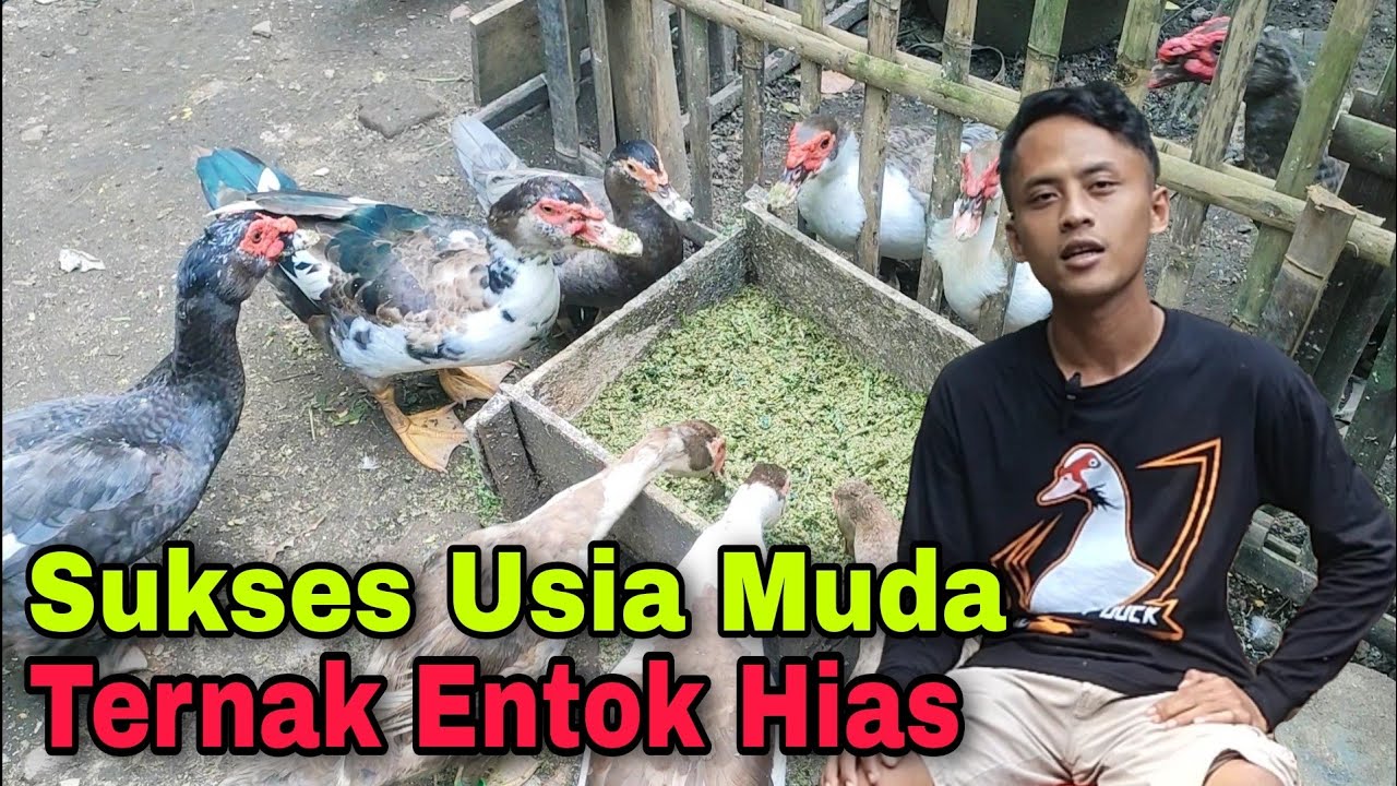 Sukses Usia Muda || Ternak Entok Hias 200 Ekor - YouTube