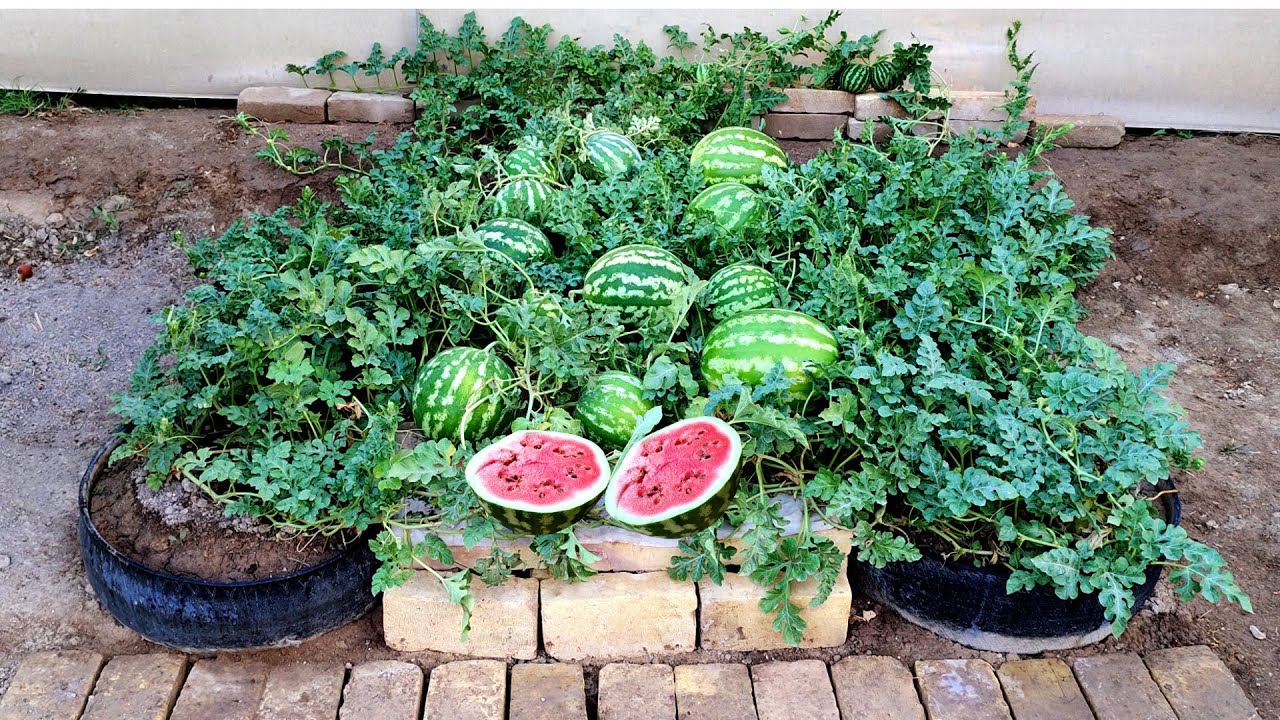 An easy way to grow watermelon on a car wheel - YouTube