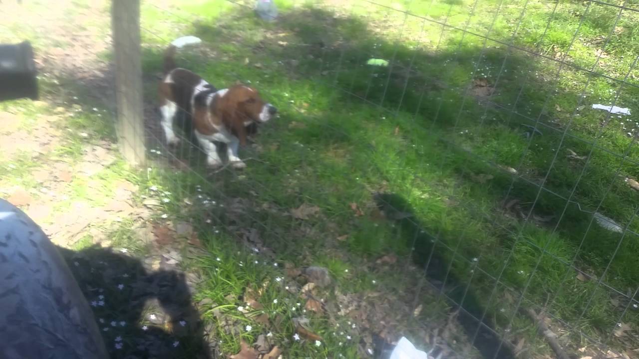 My dog Willie - YouTube