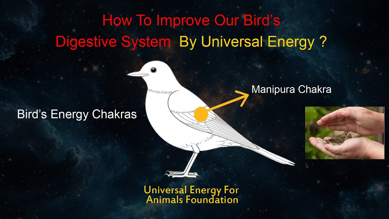 How To Improve Our Bird’s Digestive System By Universal Energy ...