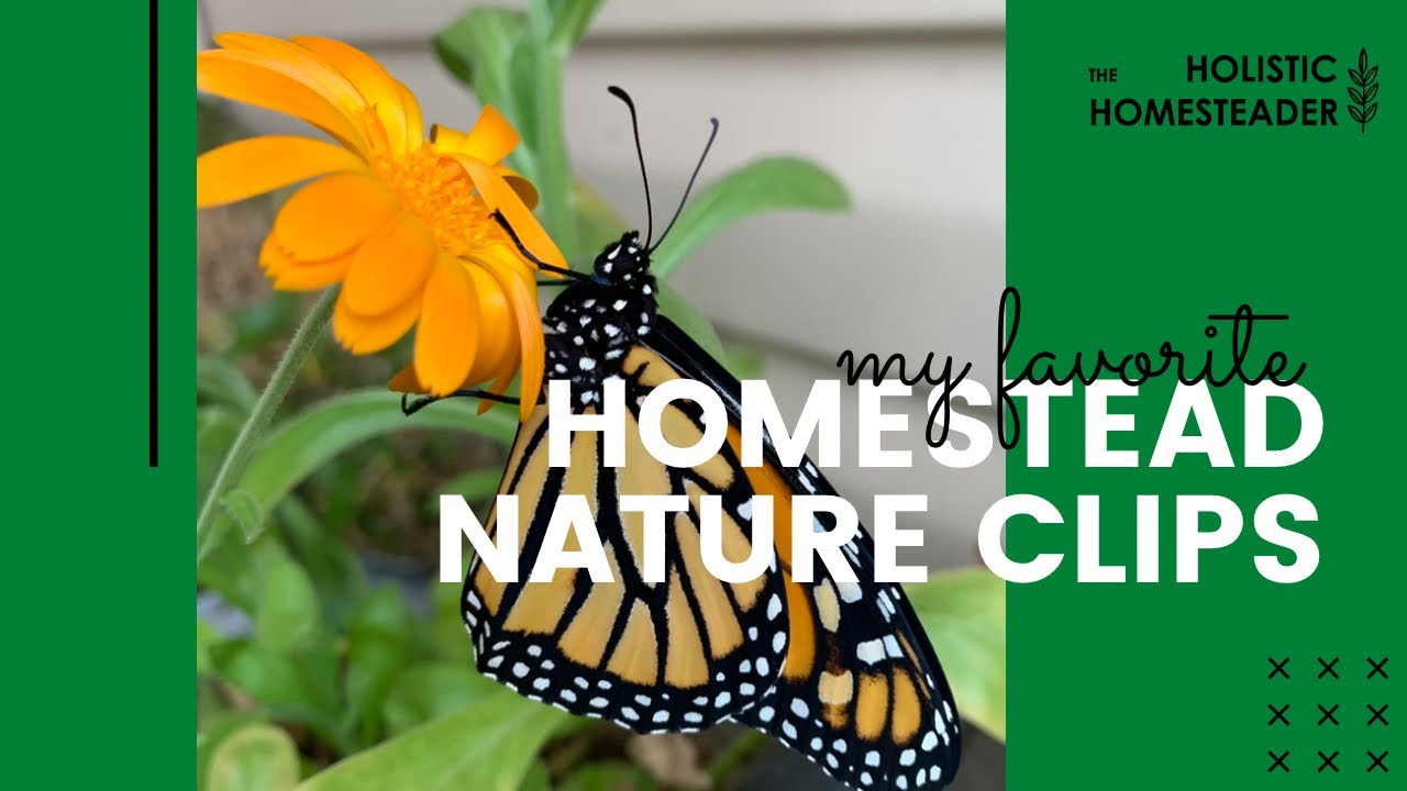 HOMESTEAD NATURE PICTURES + VIDEOS | 🦋 These are my favorites! WOW! 🌟 ...