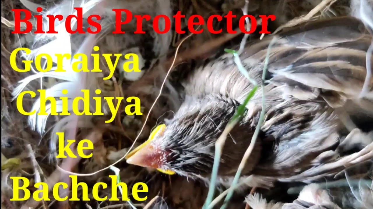 Goraiya Chidiya ka Ghosla Kaise Banaye | Chidiya ka Ghosla | # ...