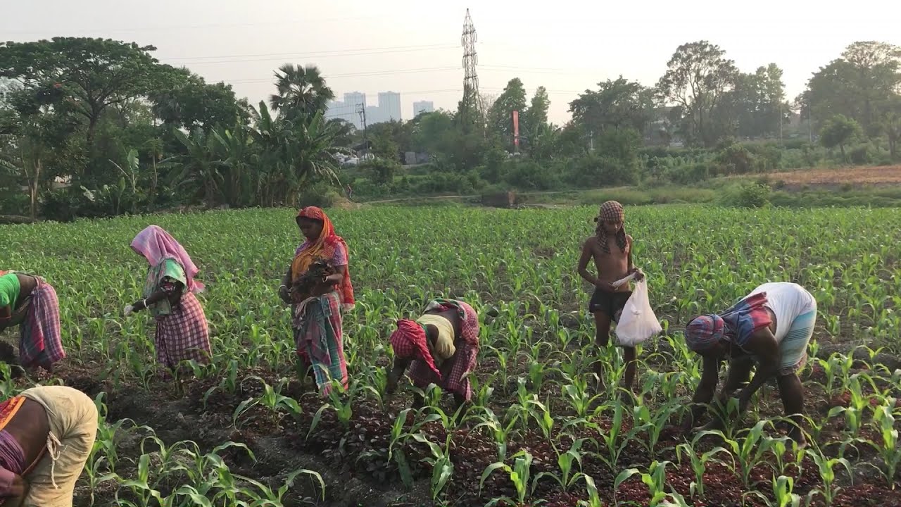 লকডাউন ডায়েরি ২ Interview with Dhapa Farmers in the time of lock down ...