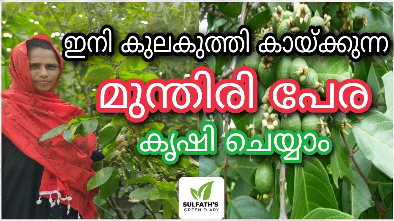 മുന്തിരി പേര | Munthiri Pera Plant | Guava Farming Malayalam | Perakka ...