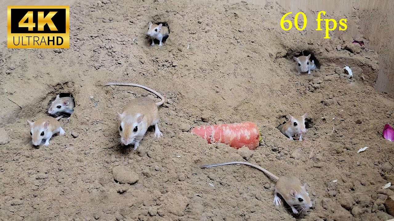 Cat TV mice Cute mouse jerry holes hide & seek with real sound , 8 hour ...