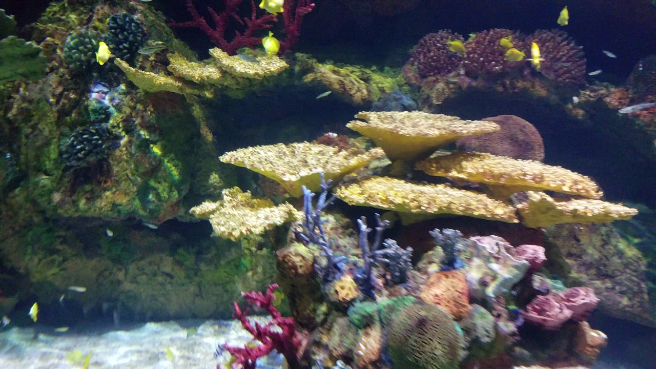 SeaWorld Fish Orlando March 25, 2017, Samsung s7 4K - YouTube