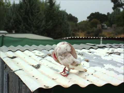 PALOMAS DE CLASES.wmv - YouTube