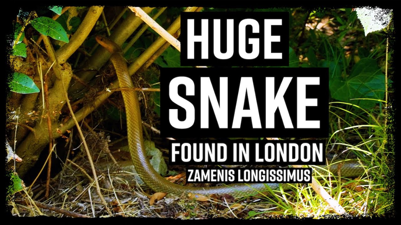 Huge Snake Found in London - Aesculapian snake (Zamenis longissimus ...