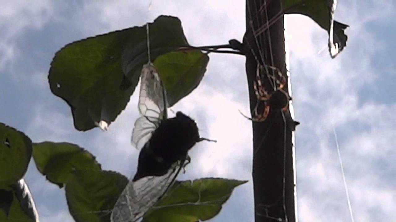 Spider vs. Cicada !! - YouTube