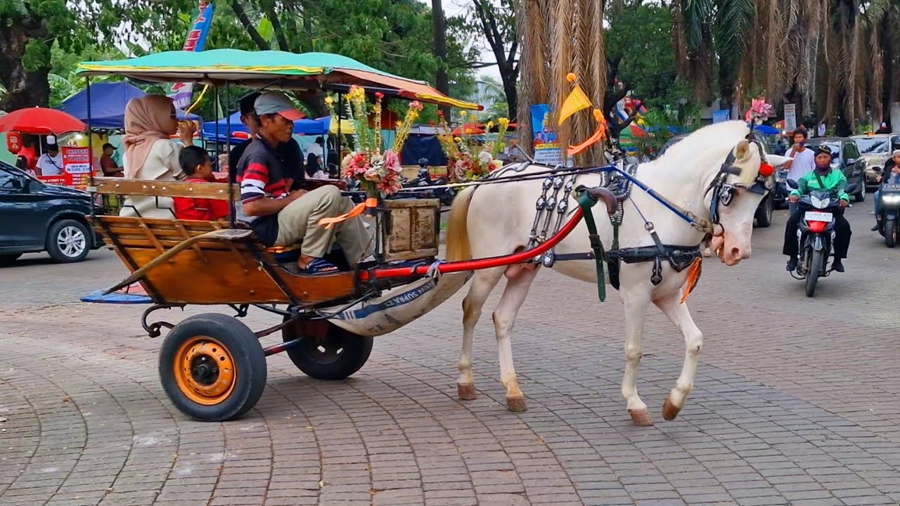 KUDA DELMAN TERPOPULER | Kuda - Delman - Naik Delman Cikunir | naik ...